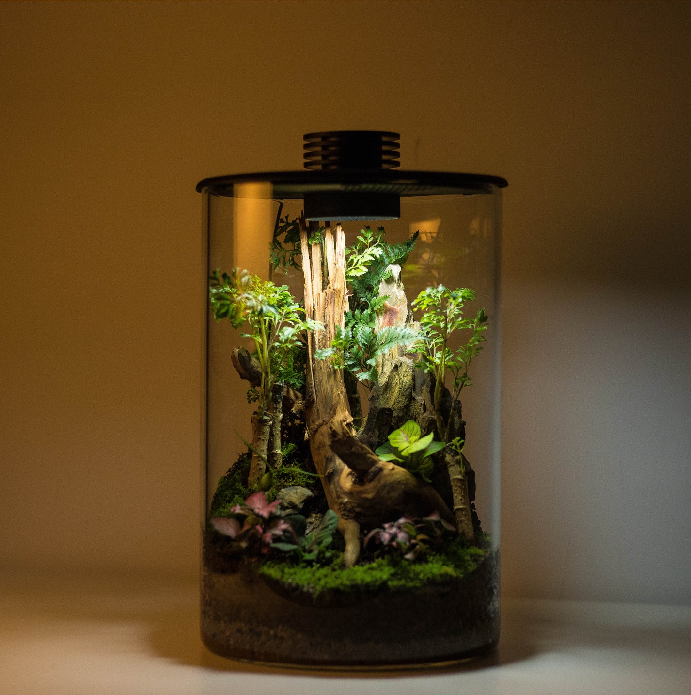 Botanica Plant Shop – Botanica Plant Store